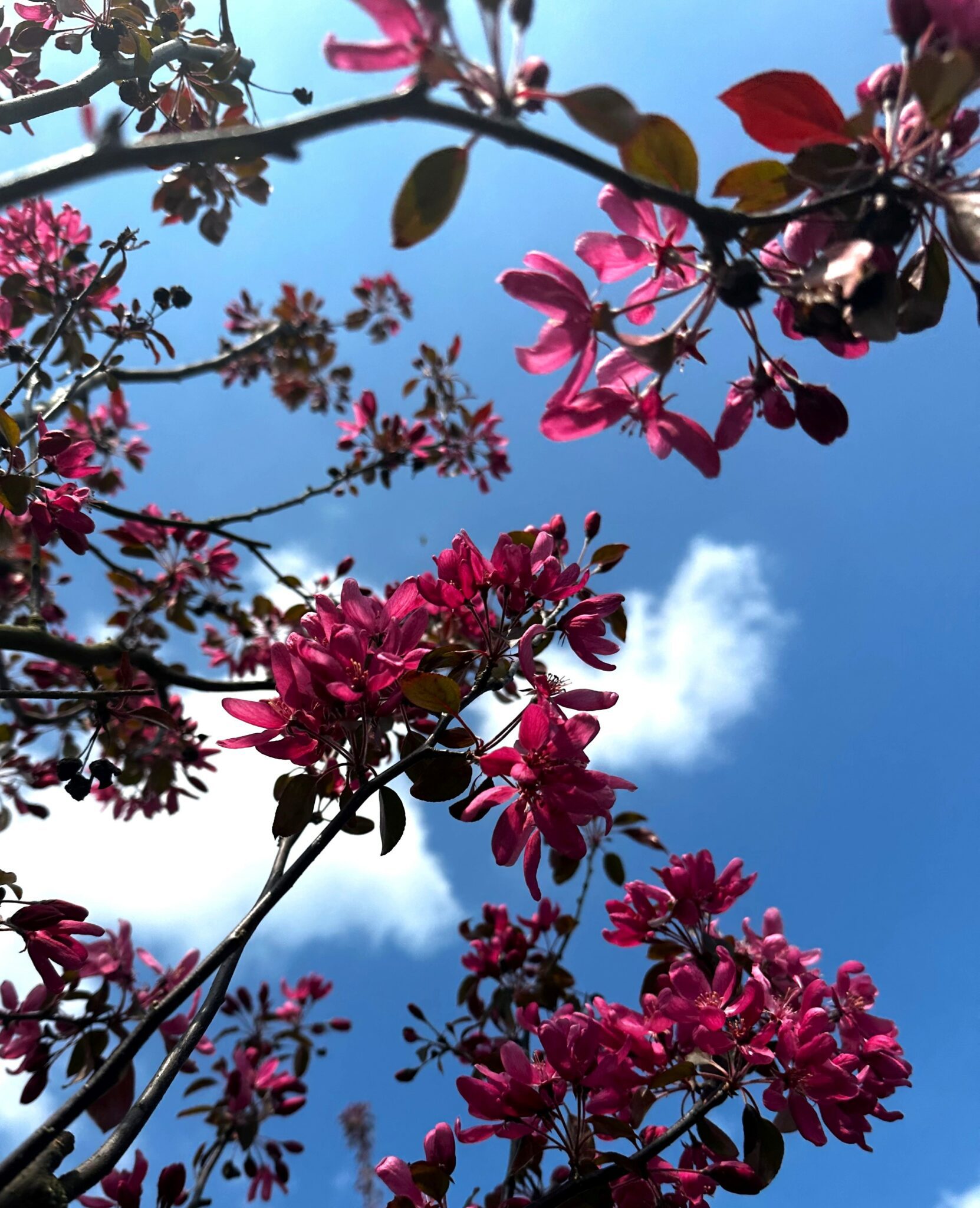 Malus 'Mokum' Tree | Hillier Trees