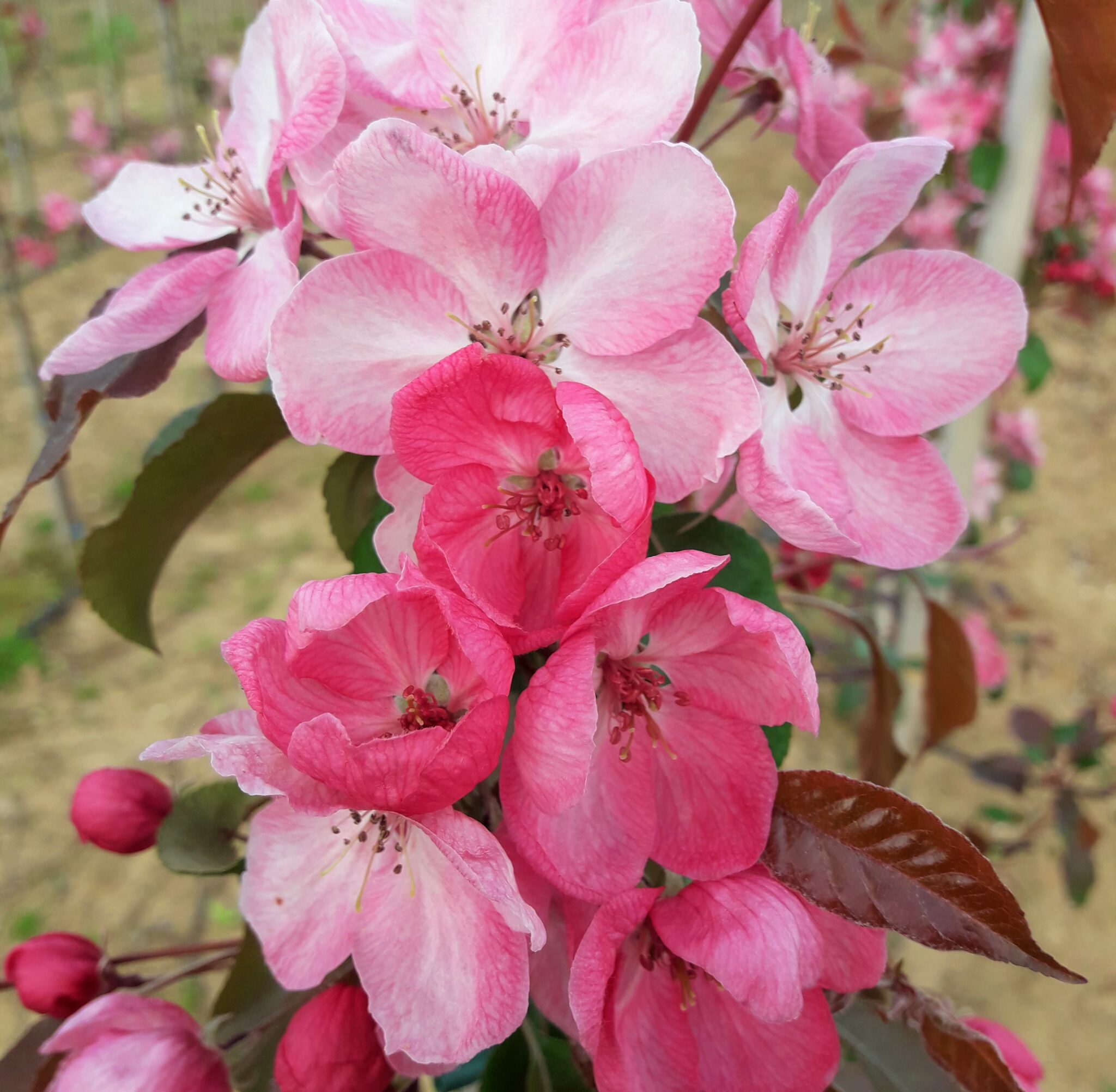 Malus ‘Rudolph’ Tree | Hillier Trees