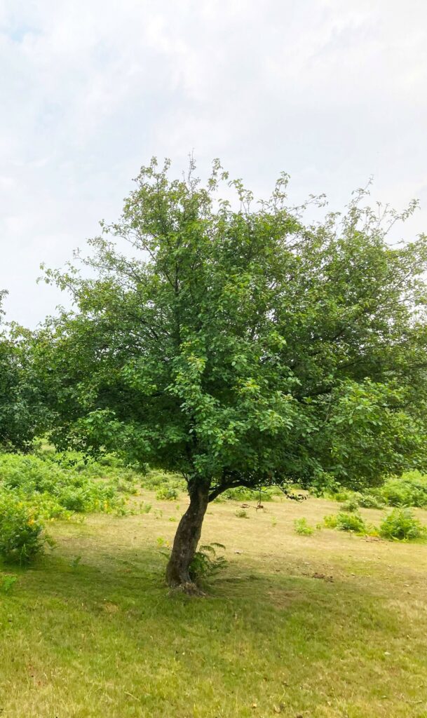 Malus sylvestris Tree | Hillier Trees