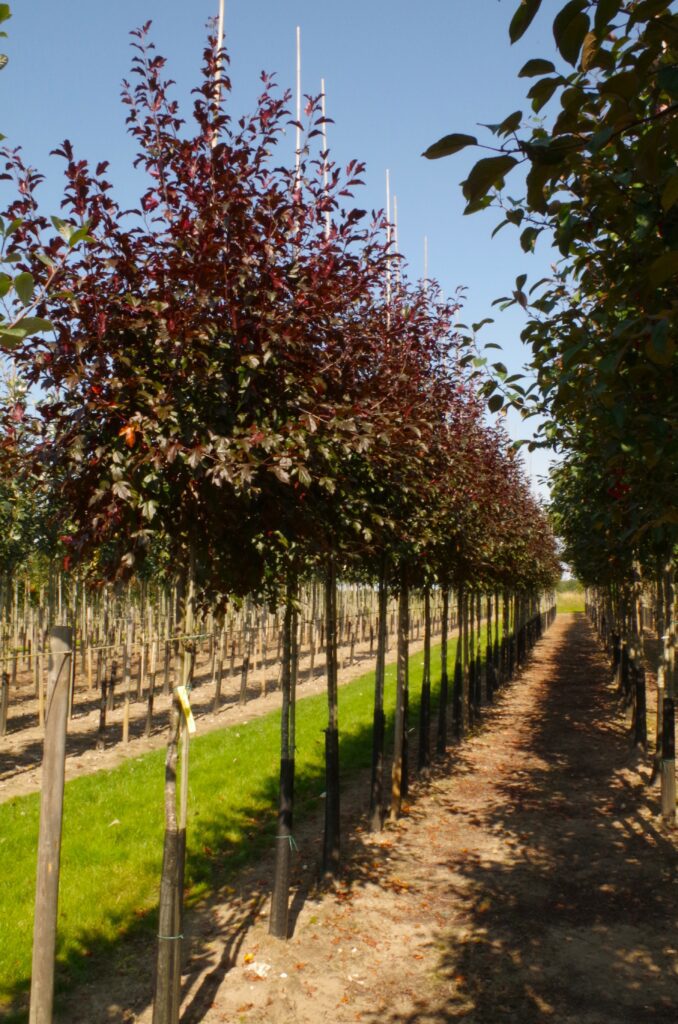 Malus toringo 'Freja' Tree | Hillier Trees