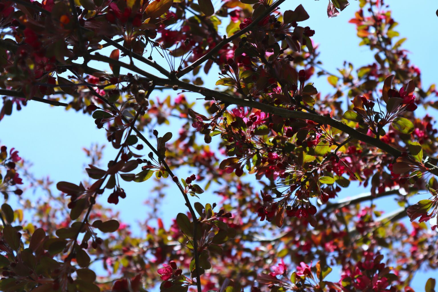 Malus toringo 'Freja' Tree | Hillier Trees