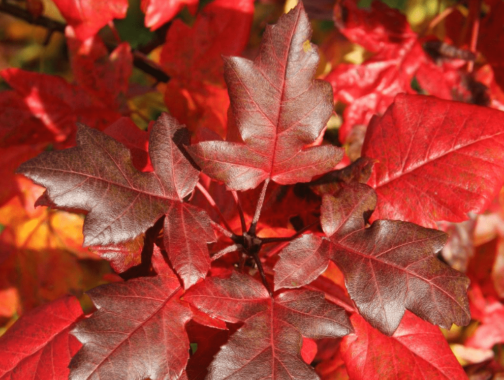 Malus trilobata Tree | Hillier Trees