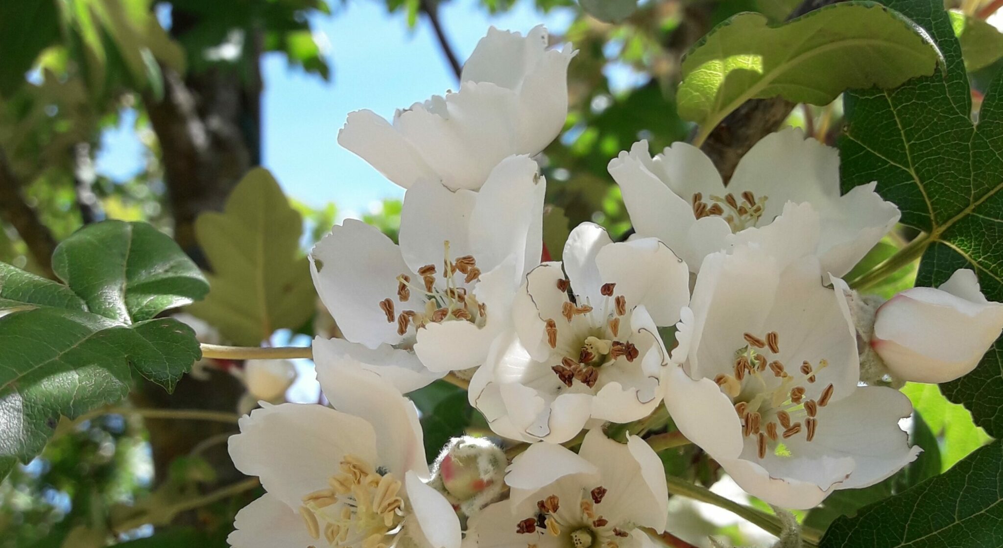 Malus trilobata Tree | Hillier Trees