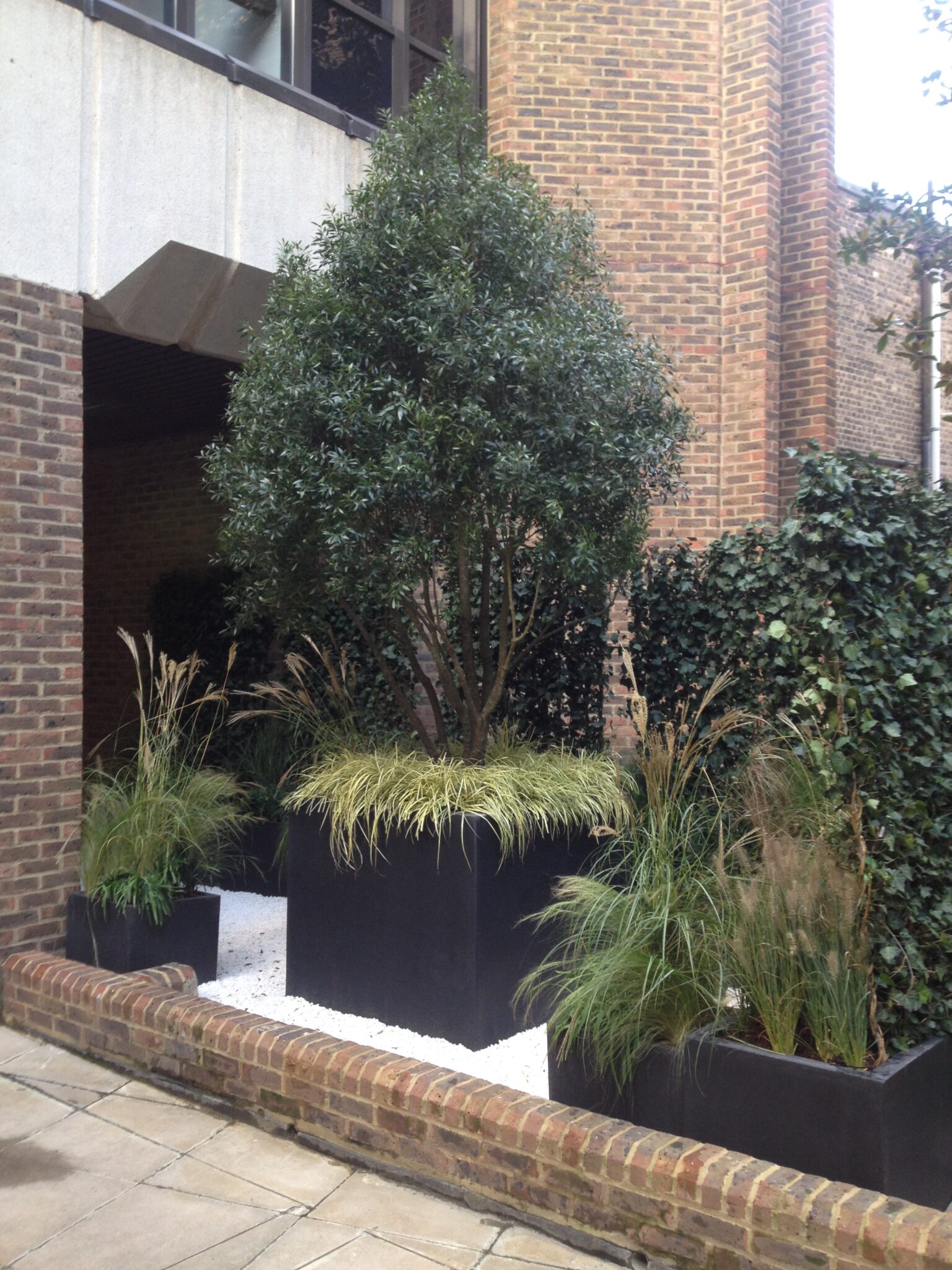 Maytenus boaria Tree | Hillier Trees