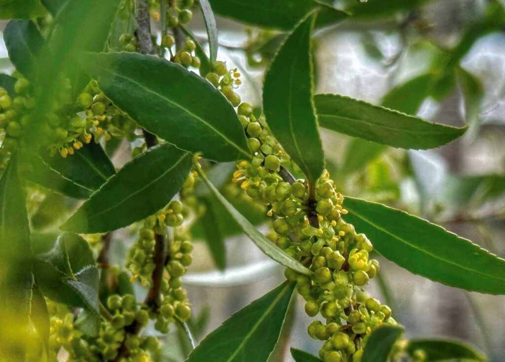 Maytenus boaria Tree | Hillier Trees