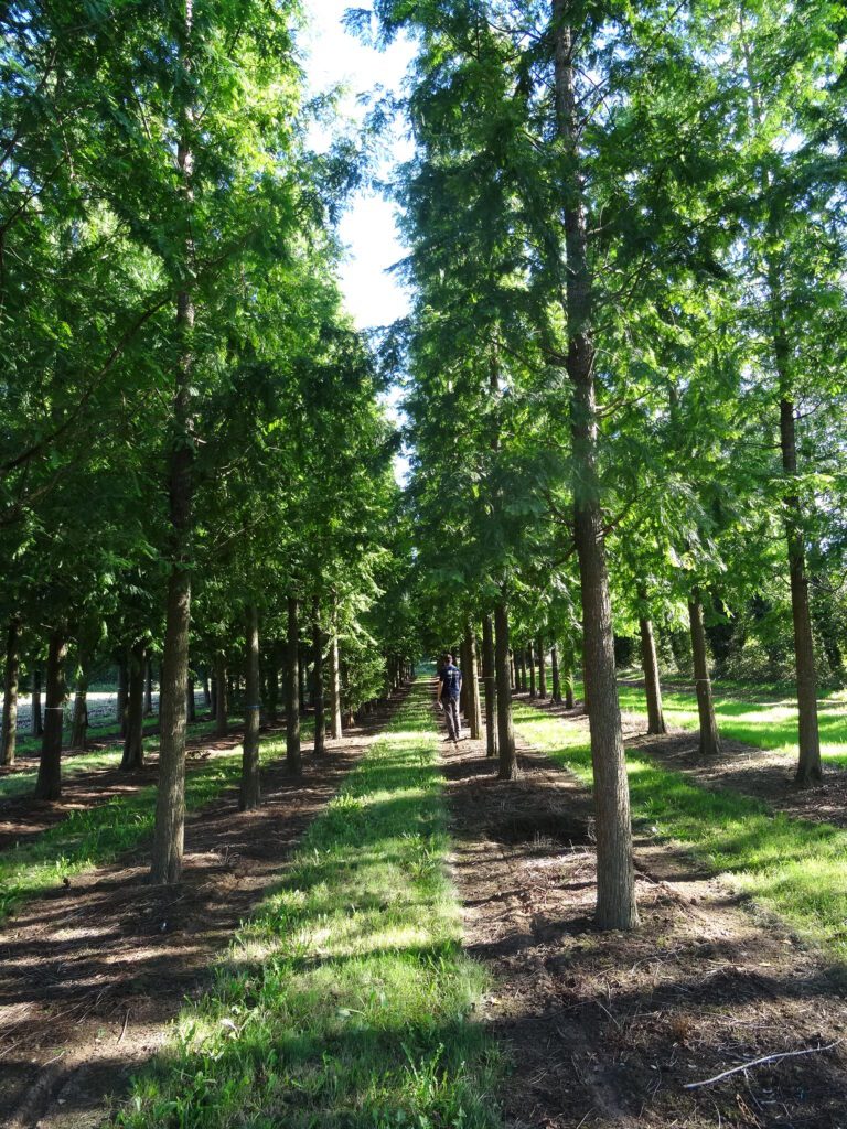 Sustainable Urban Drainage Systems (SUDS): Best SUDS Trees