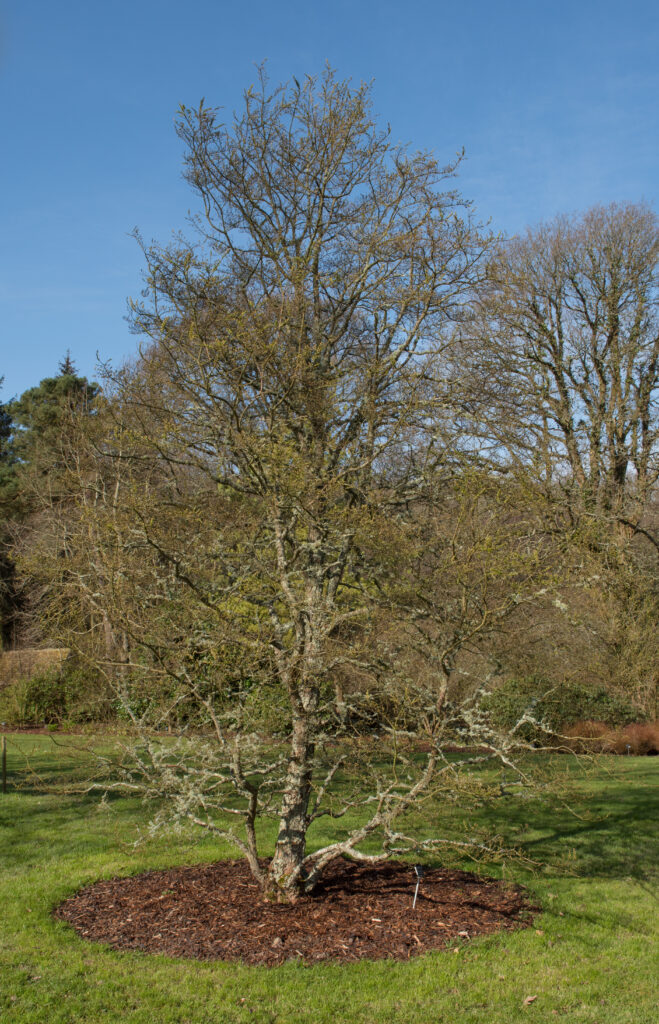 Nothofagus antarctica Tree | Hillier Trees