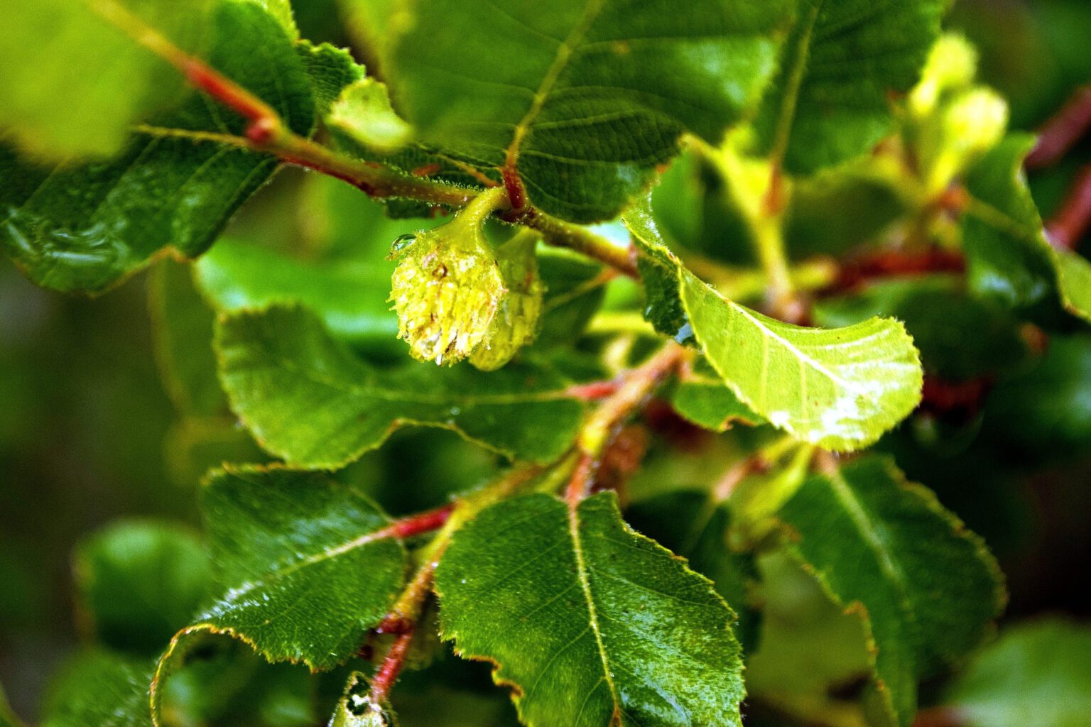Nothofagus antarctica Tree | Hillier Trees