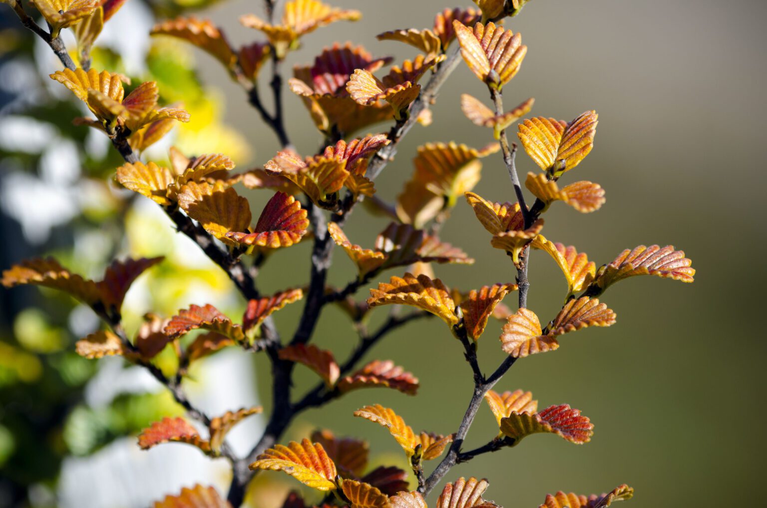 Nothofagus antarctica Tree | Hillier Trees