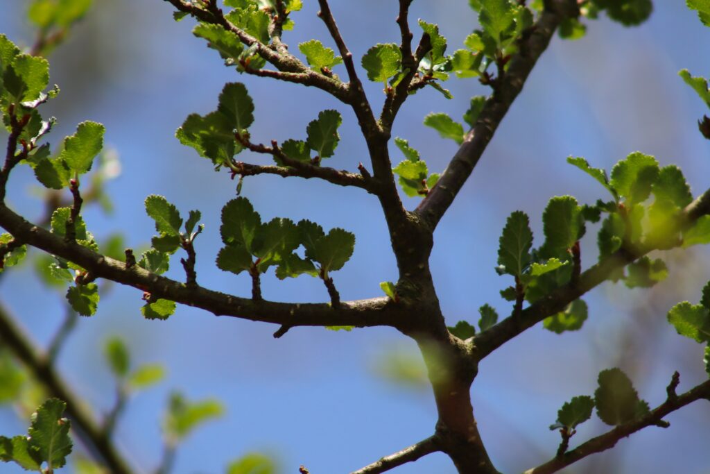 Nothofagus antarctica Tree | Hillier Trees