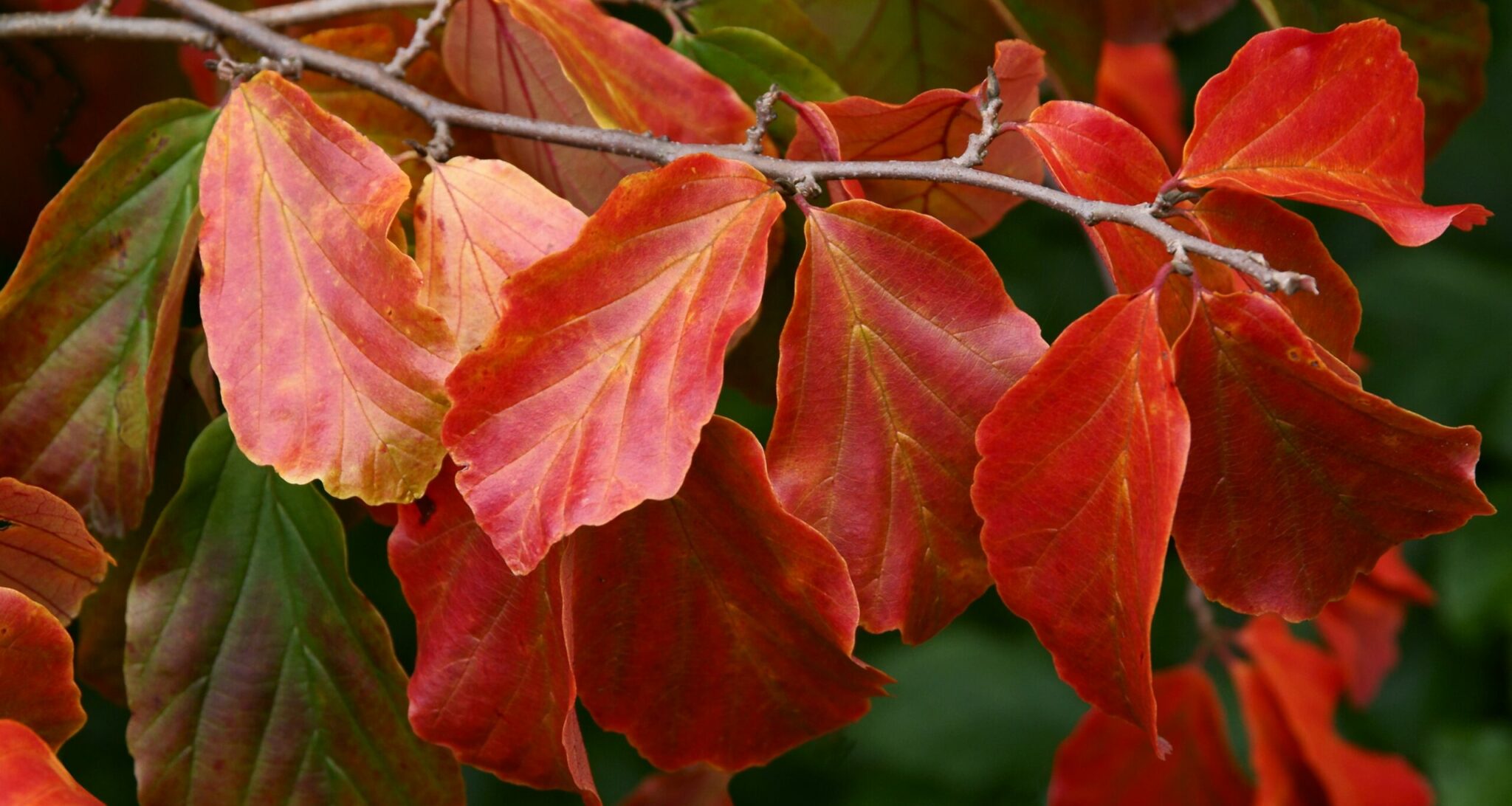 Parrotia persica 'Vanessa' Tree | Hillier Trees