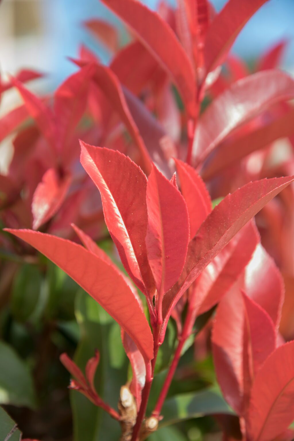 Photinia x fraseri 'Red Robin' Tree | Hillier Trees