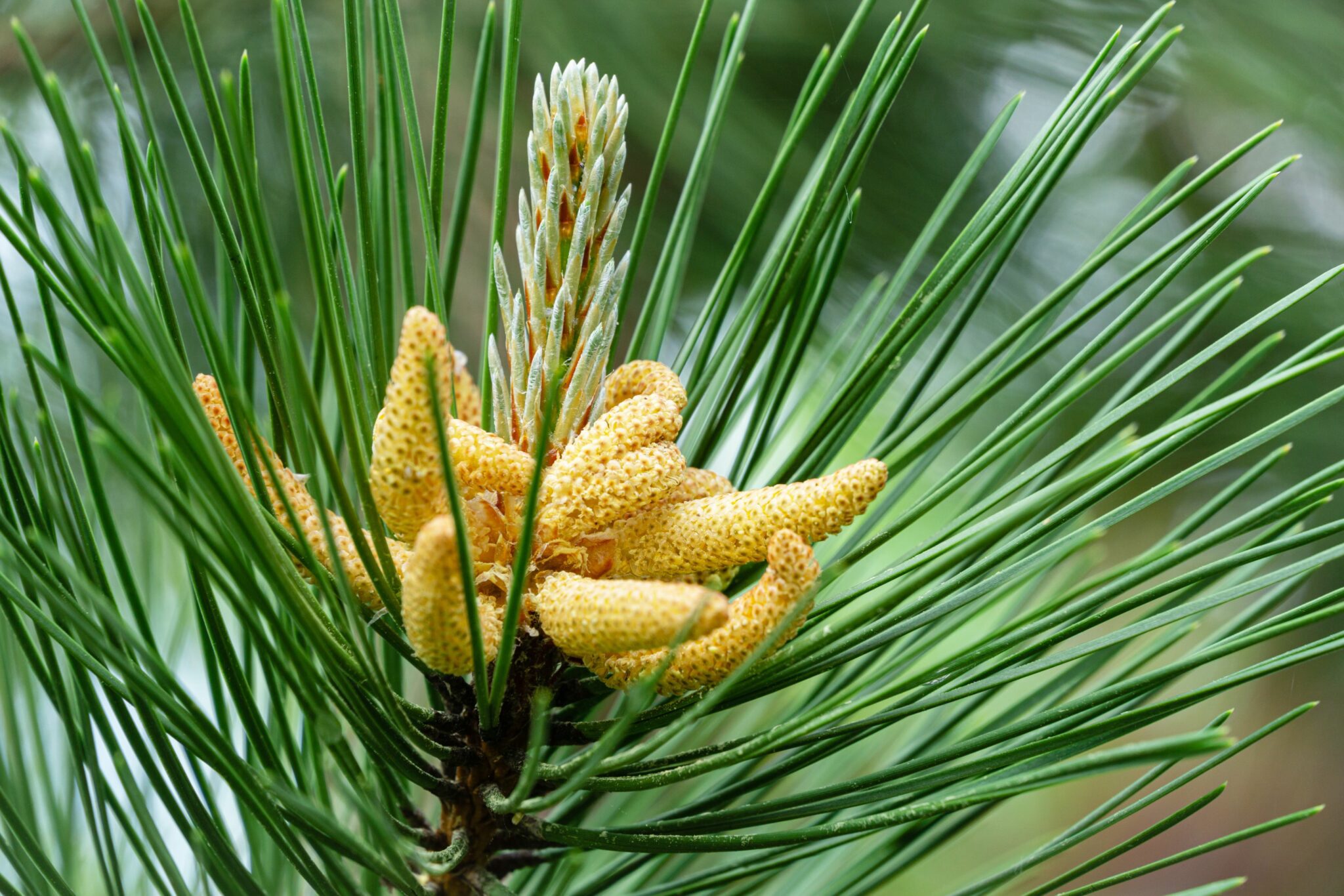 Pinus nigra Tree | Hillier Trees