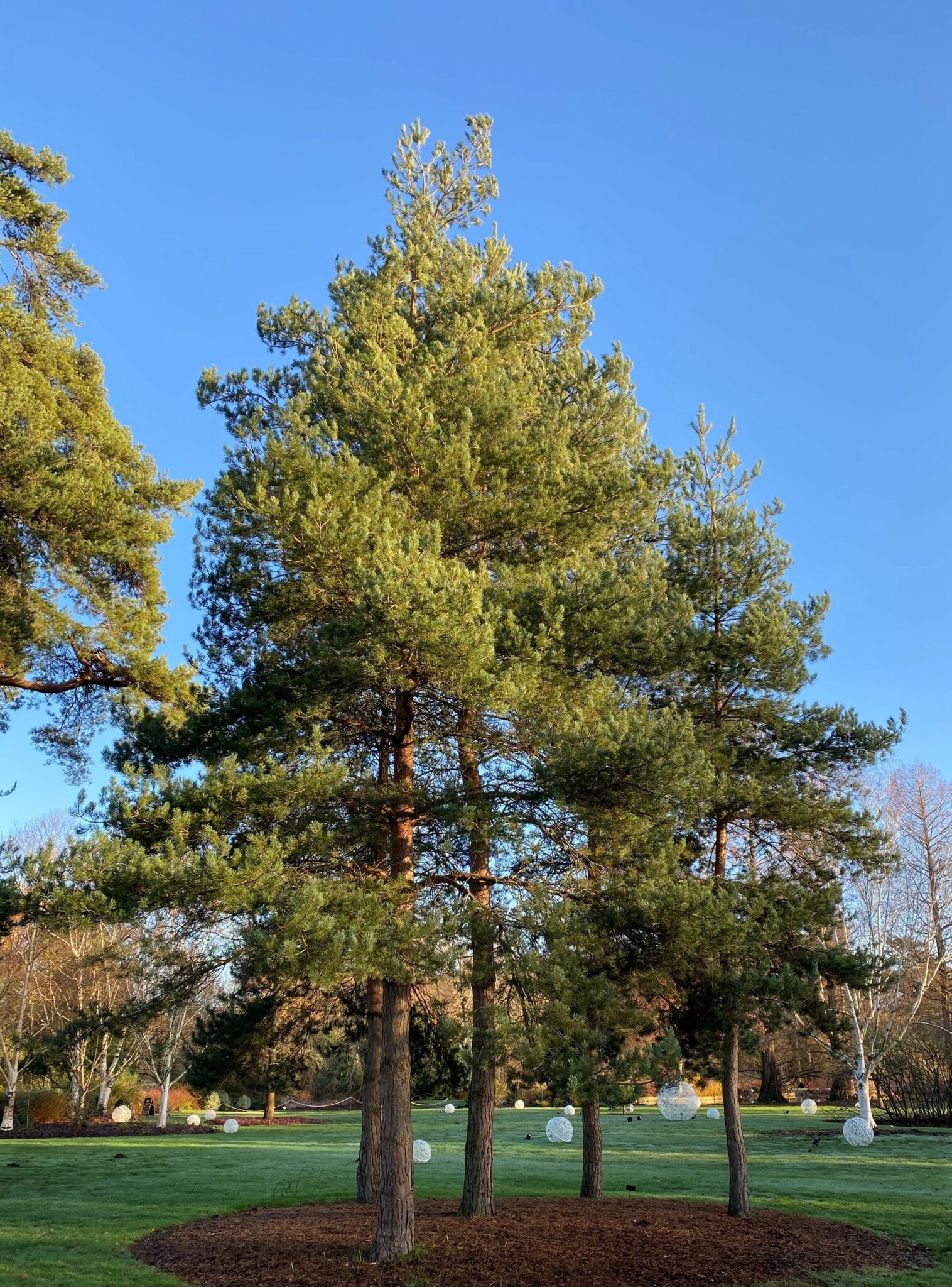 Pinus sylvestris Tree | Hillier Trees