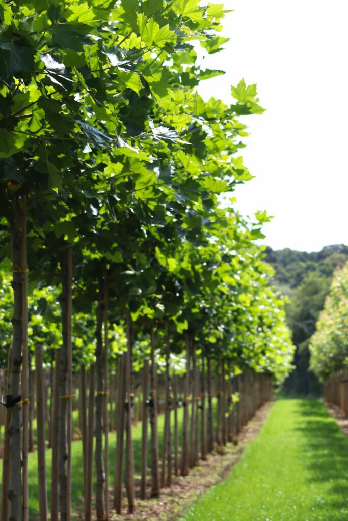 Platanus x hispanica Tree | Hillier Trees