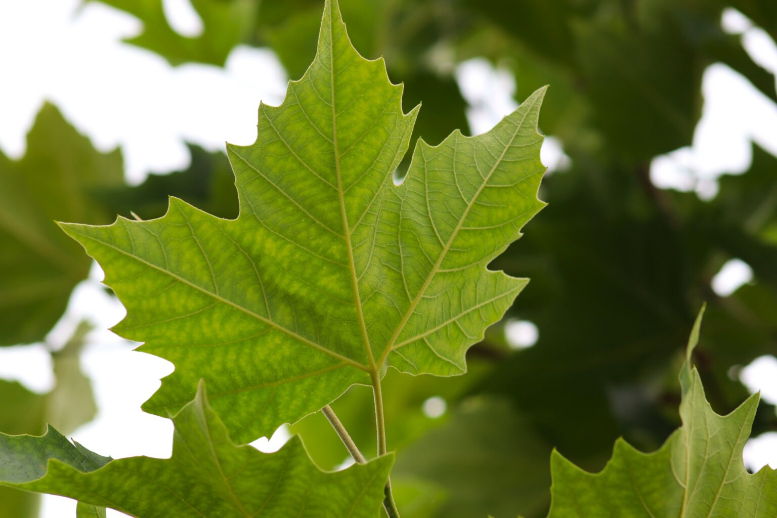 Sustainable Urban Drainage Systems (SUDS): Best SUDS Trees