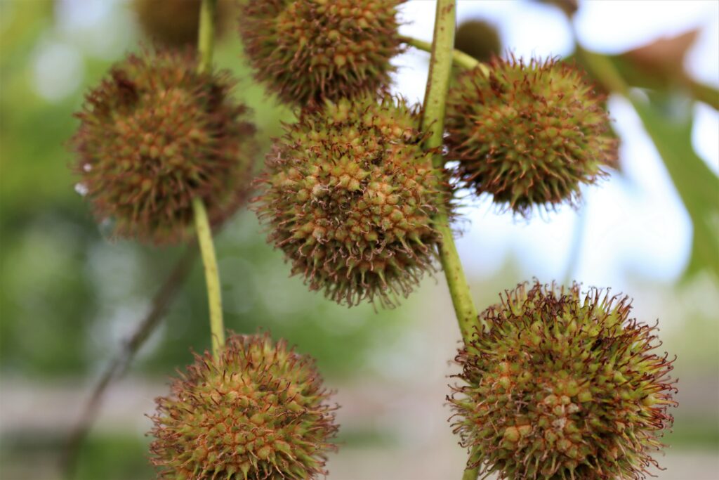 Platanus x hispanica Tree | Hillier Trees