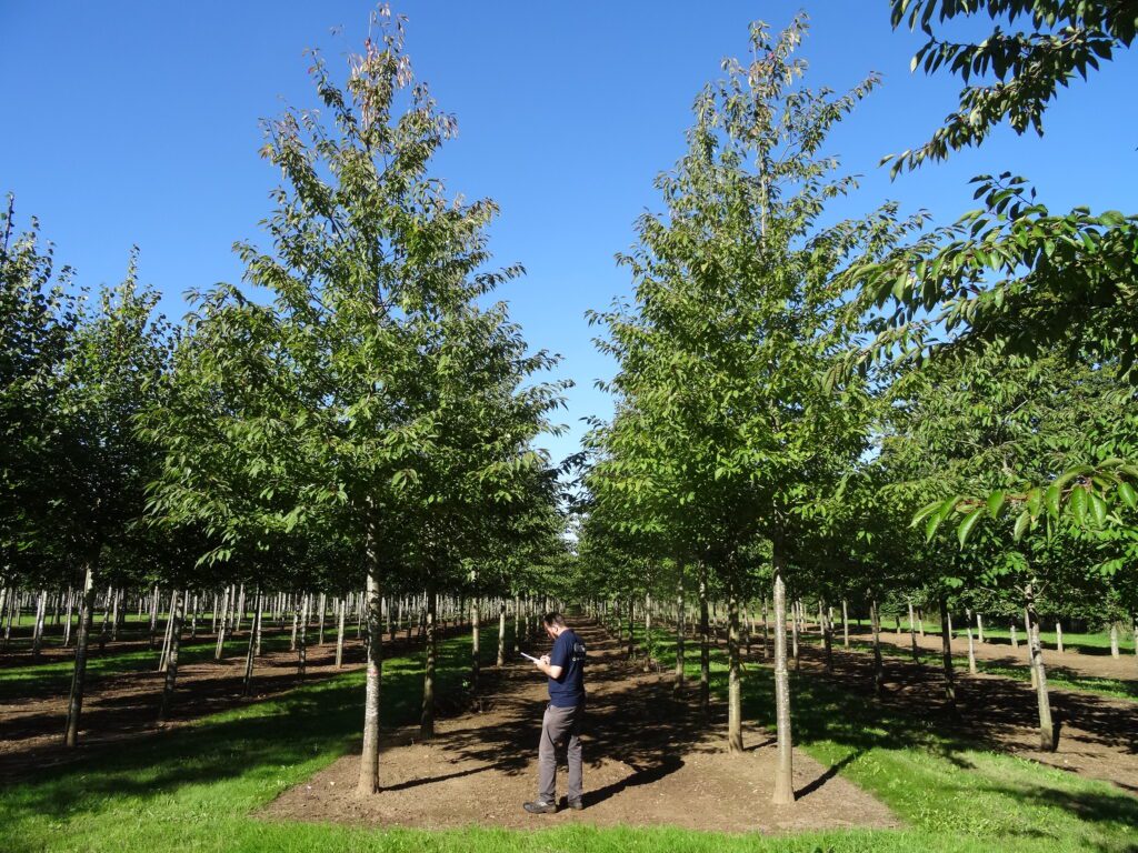 Prunus avium ‘Plena’ Tree | Hillier Trees