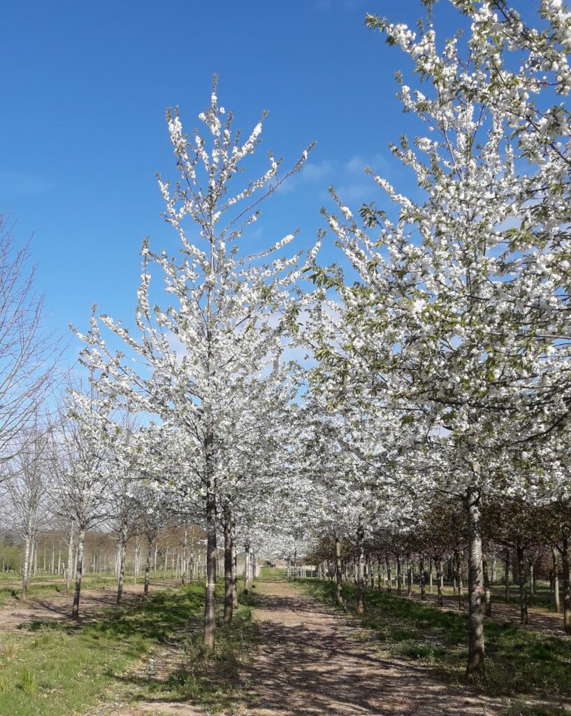 Prunus avium ‘Plena’ Tree | Hillier Trees
