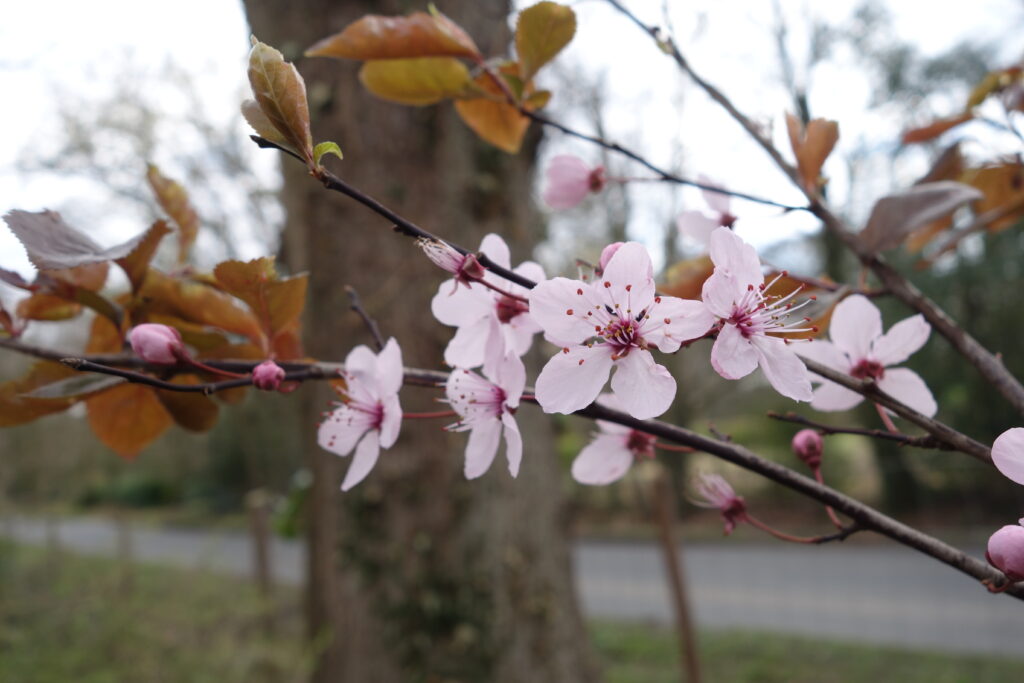 Prunus cerasifera ‘Nigra’ Tree | Hillier Trees