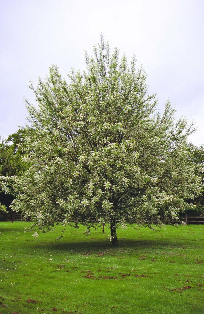 Prunus padus ‘Watereri’ Tree | Hillier Trees
