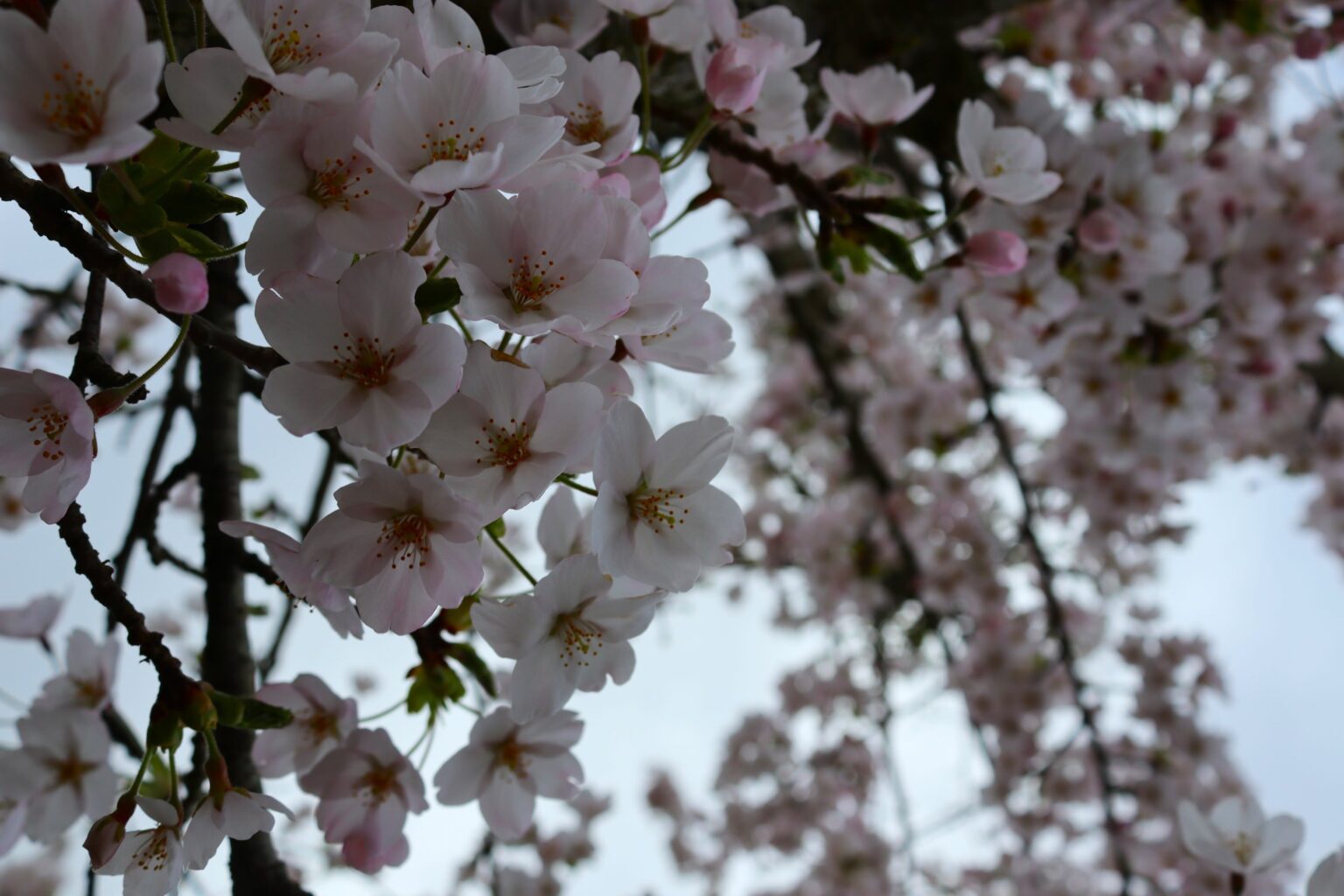 Prunus ‘Pandora’ Tree | Hillier Trees