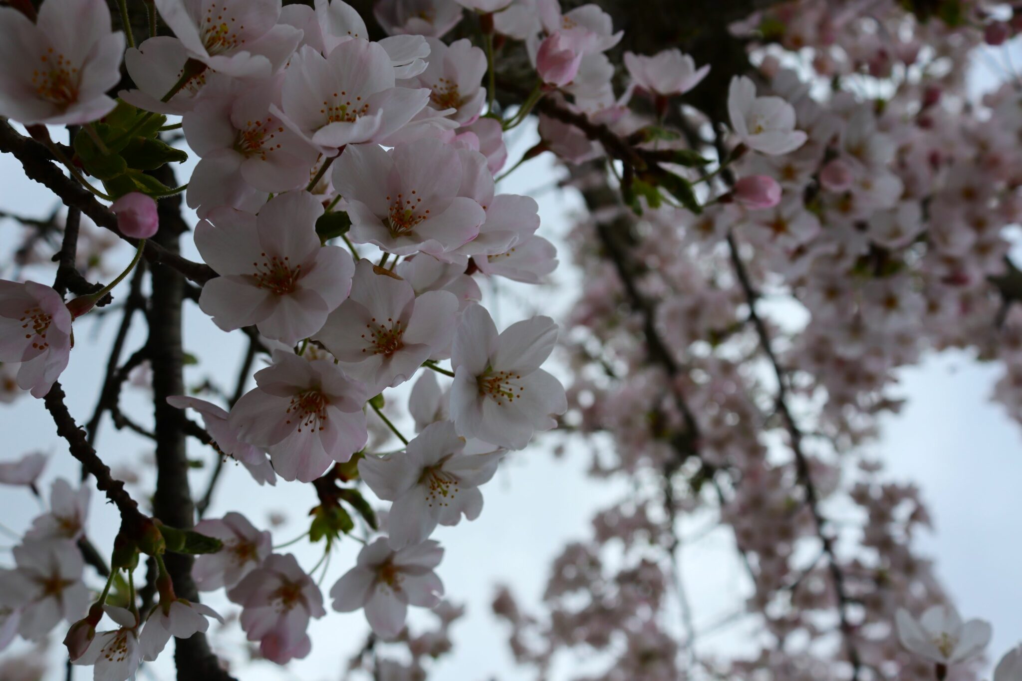 Prunus ‘Pandora’ Tree | Hillier Trees