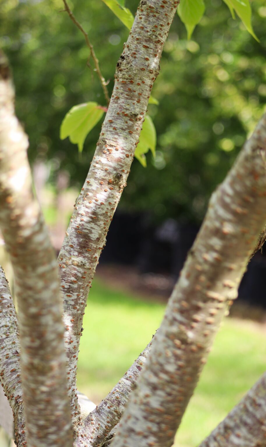 Prunus ‘Shirofugen’ Tree | Hillier Trees
