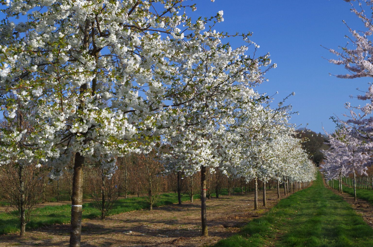Prunus 'Mount Fuji' (Shirotae) Tree | Hillier Trees