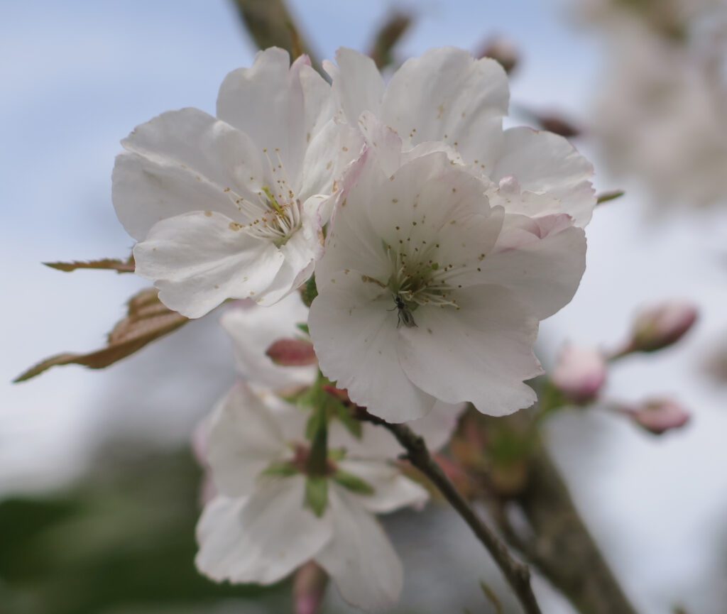 Prunus ‘Sunset Boulevard’ Tree | Hillier Trees