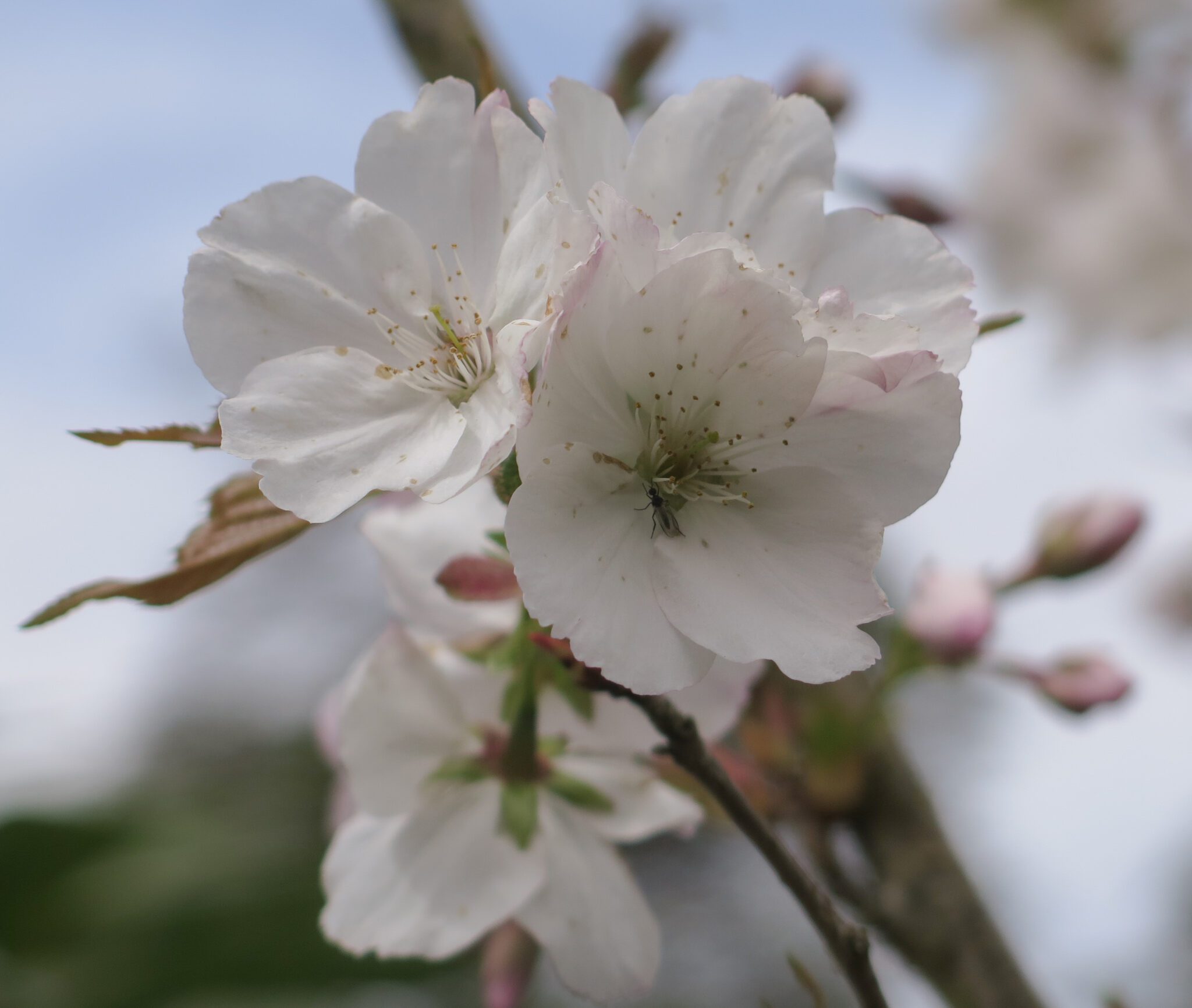 Trees for Trade, Projects & Commercial Purposes - Hillier Trees