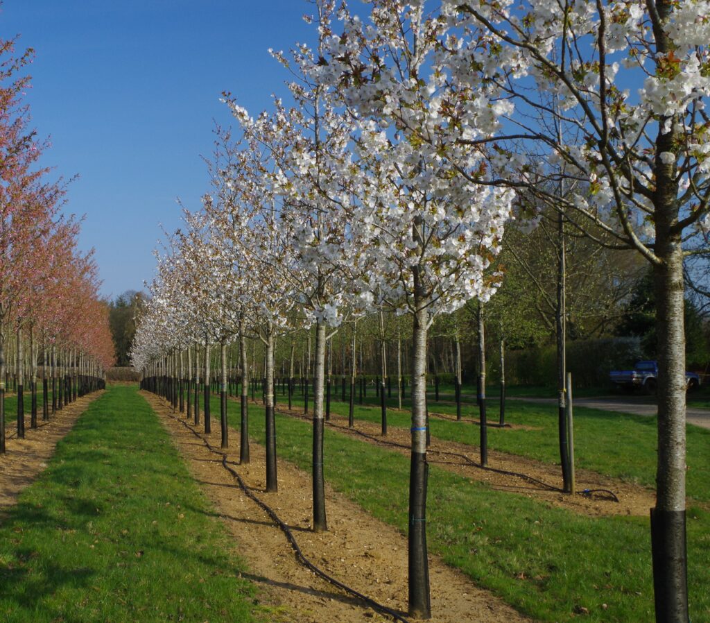 Prunus ‘Tai-Haku’ Tree | Hillier Trees