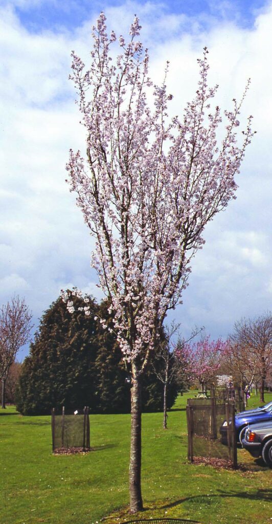 Prunus 'Spire' | Hillier Trees