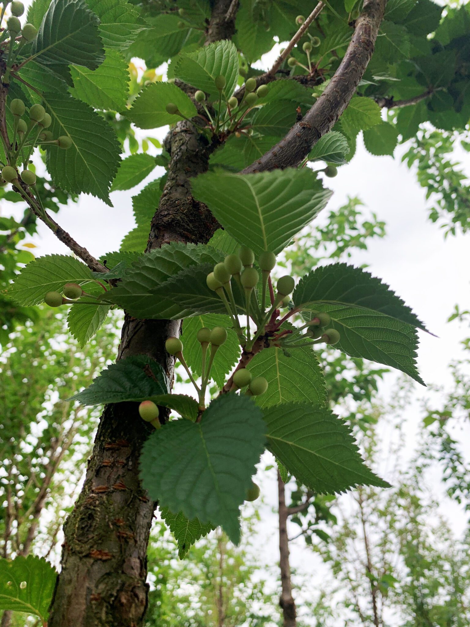 Prunus 'Spire' | Hillier Trees