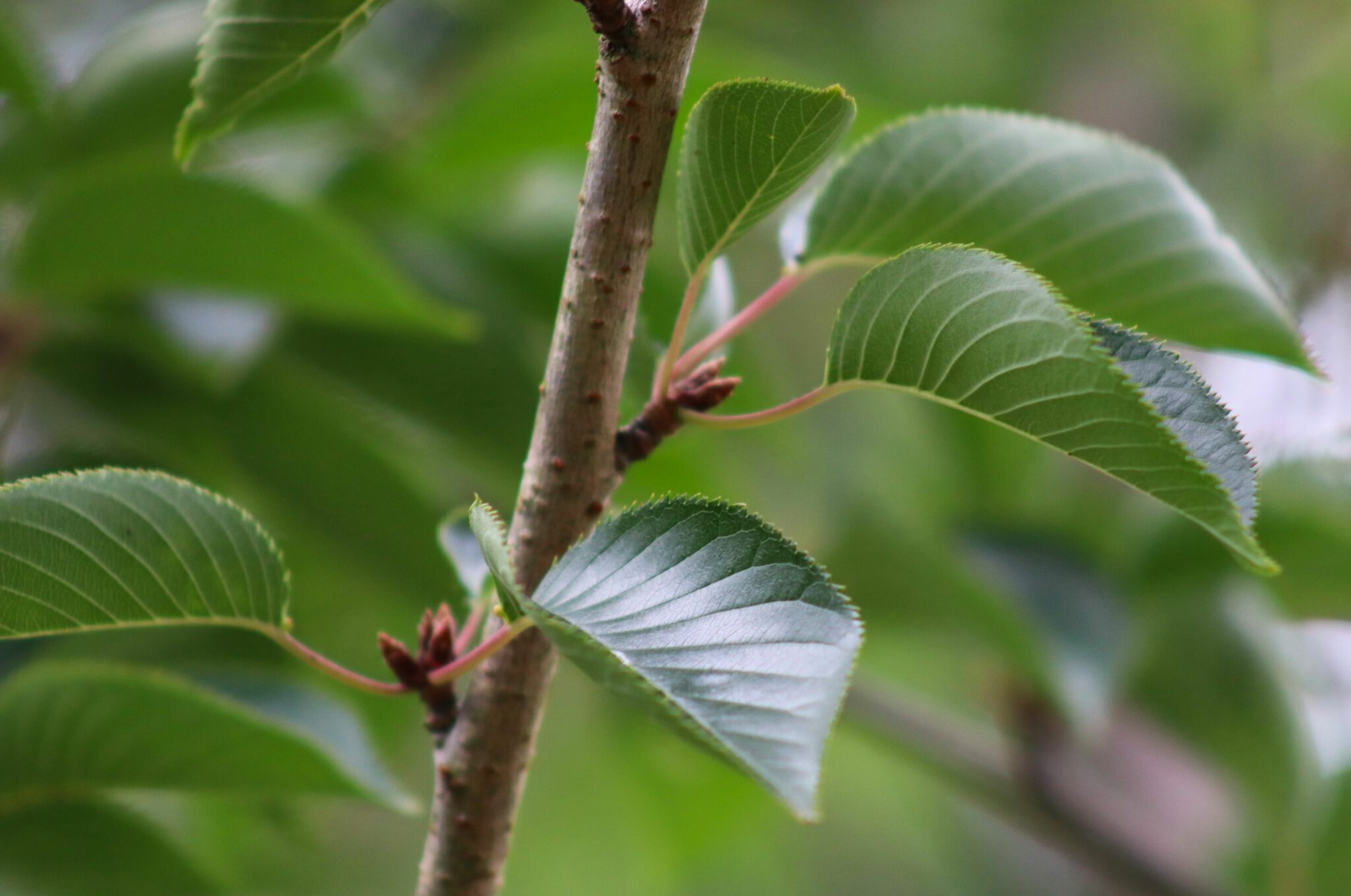 Prunus yedoensis Tree | Hillier Trees
