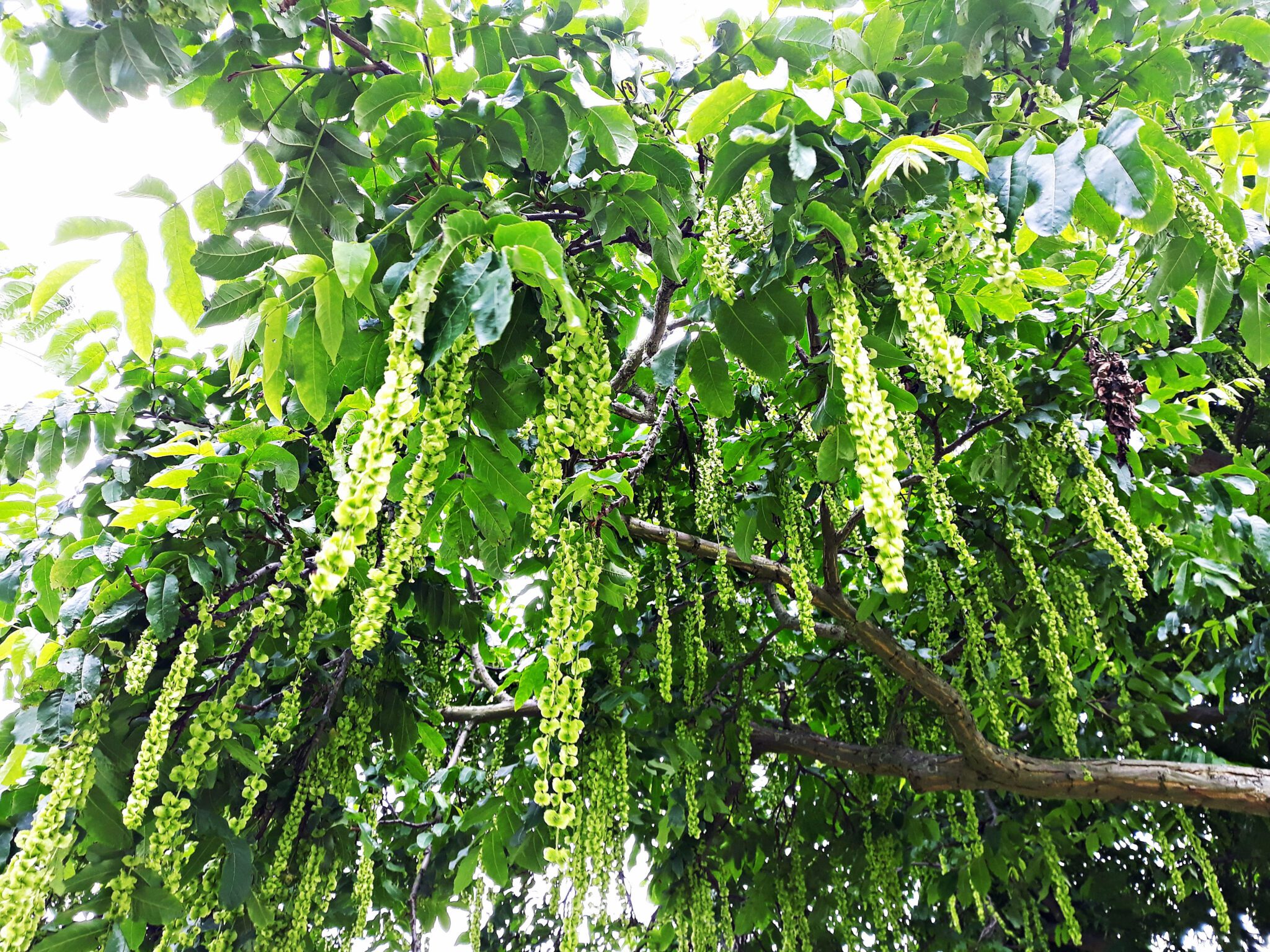 Pterocarya stenoptera 'Fern Leaf' Tree | Hillier Trees