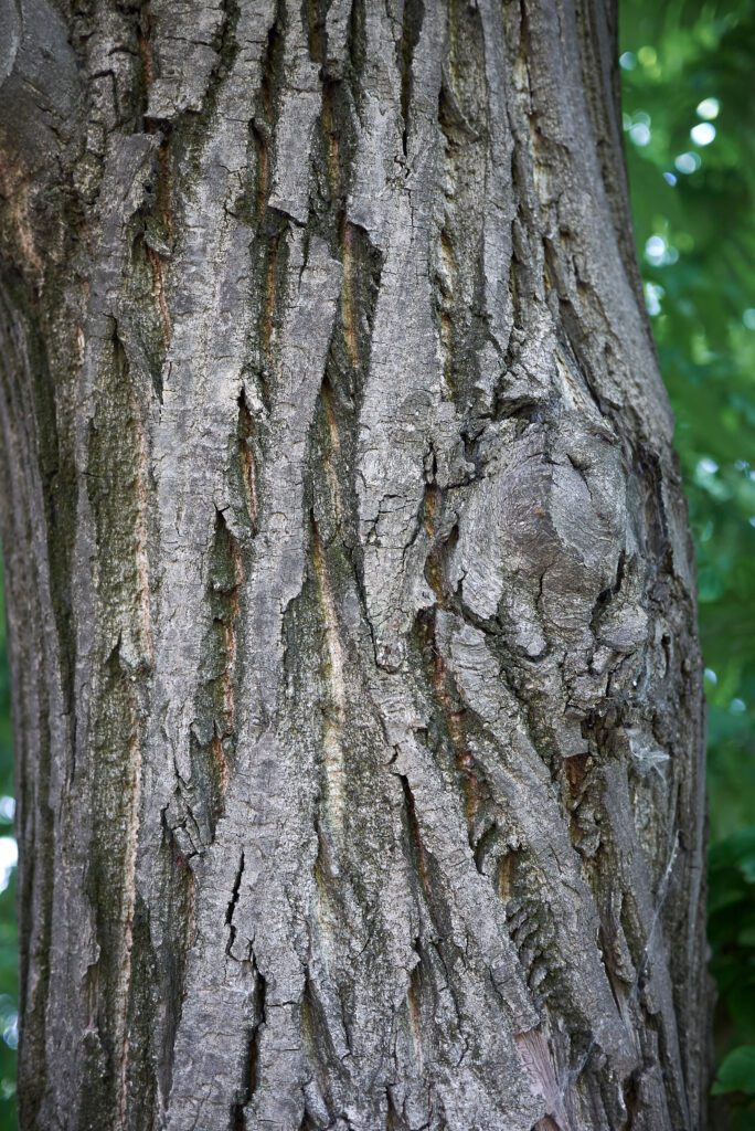 Pterocarya stenoptera 'Fern Leaf' Tree | Hillier Trees
