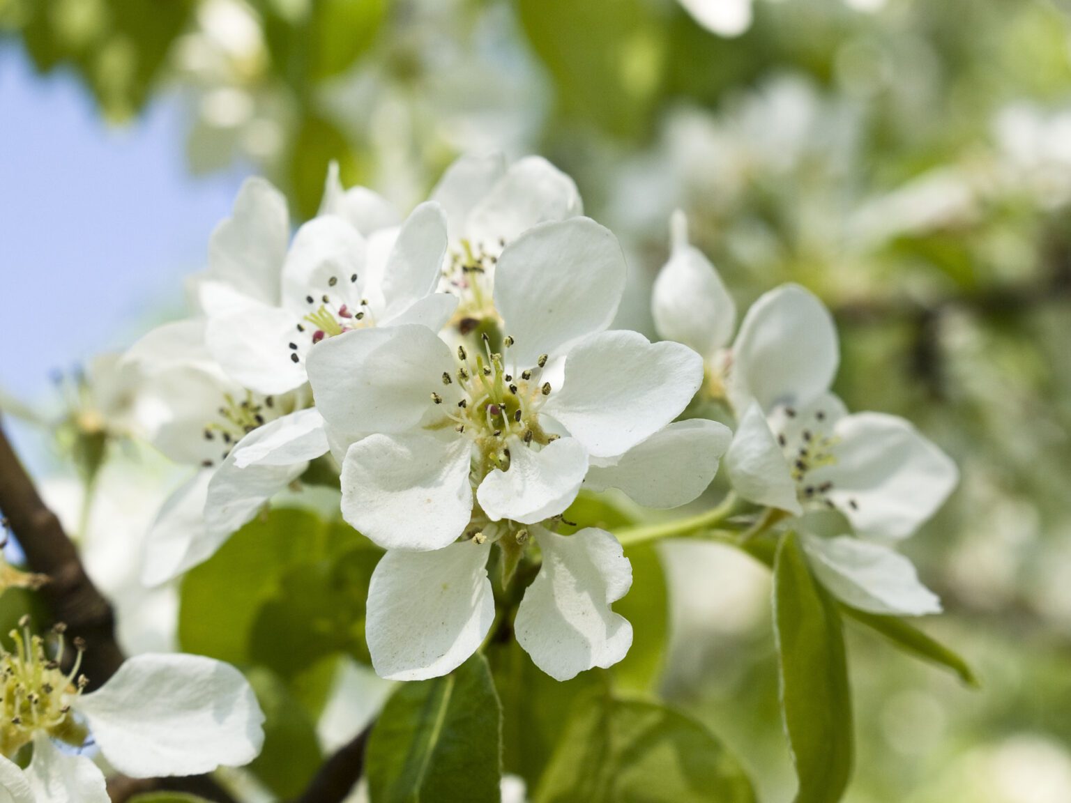 Pyrus calleryana 'Autumn Blaze' Tree | Hillier Trees