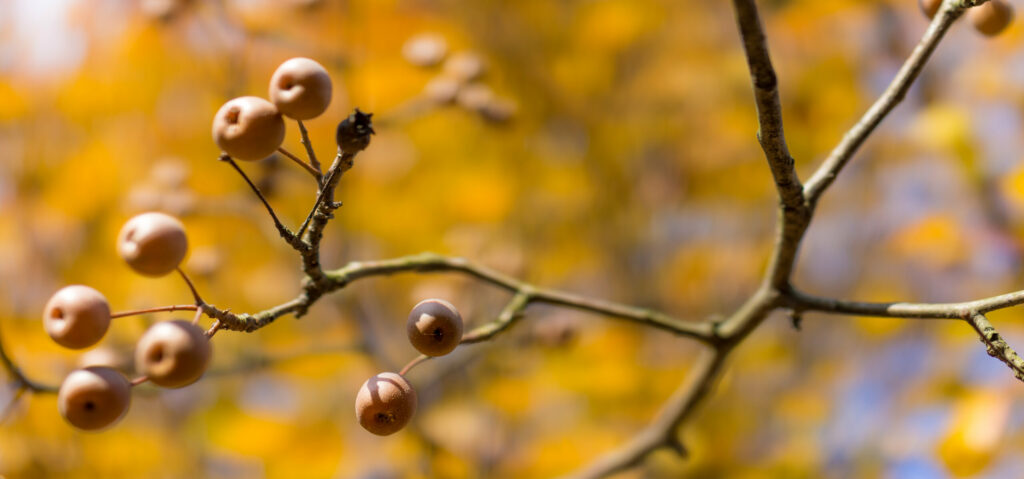 Pyrus calleryana 'Autumn Blaze' Tree | Hillier Trees
