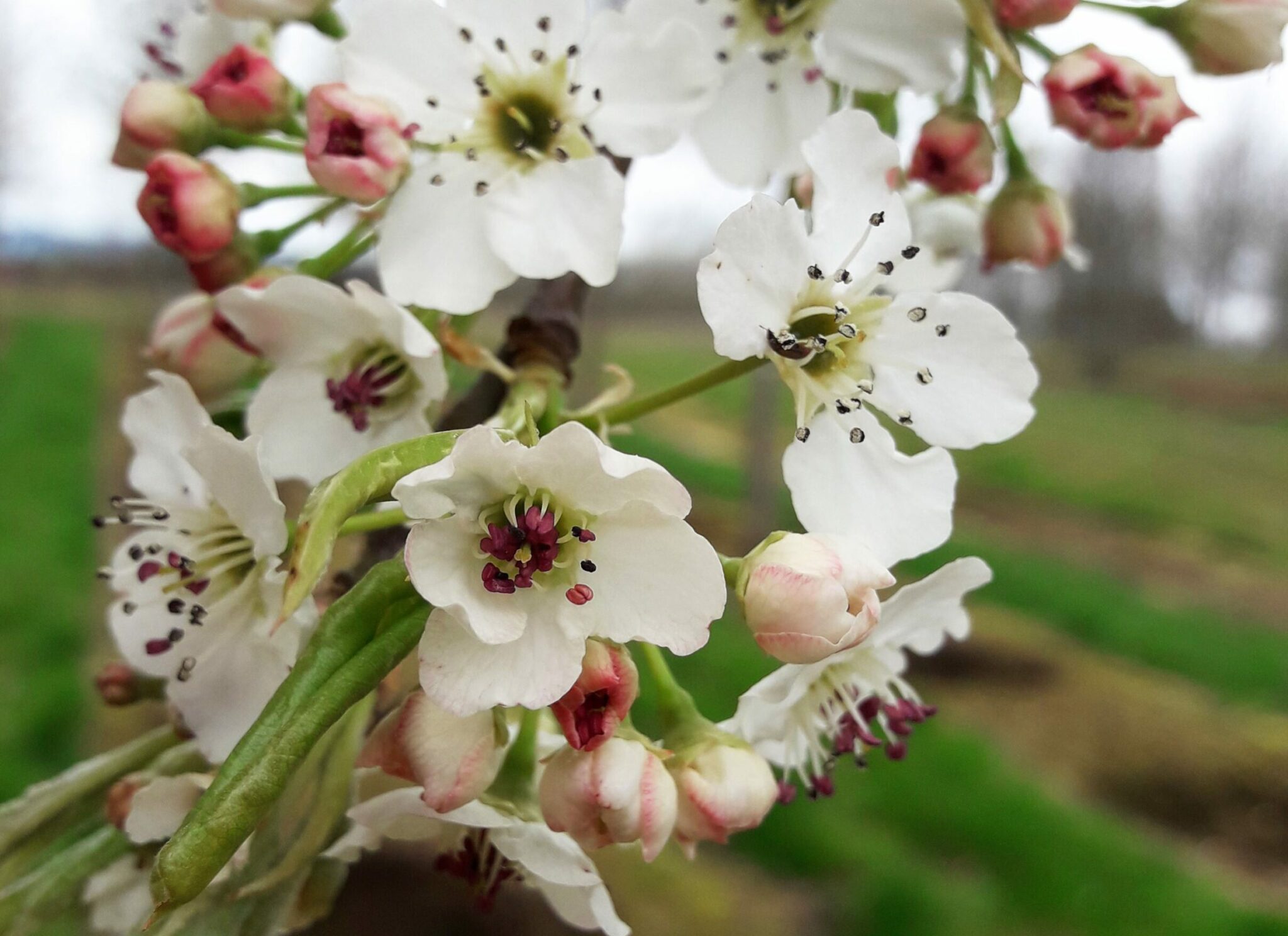 Pyrus Calleryana ‘Capital’ (Capital Ornamental Pear) Tree | Hillier Trees