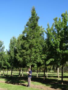 Pyrus calleryana ‘Chanticleer’ Tree | Hillier Trees