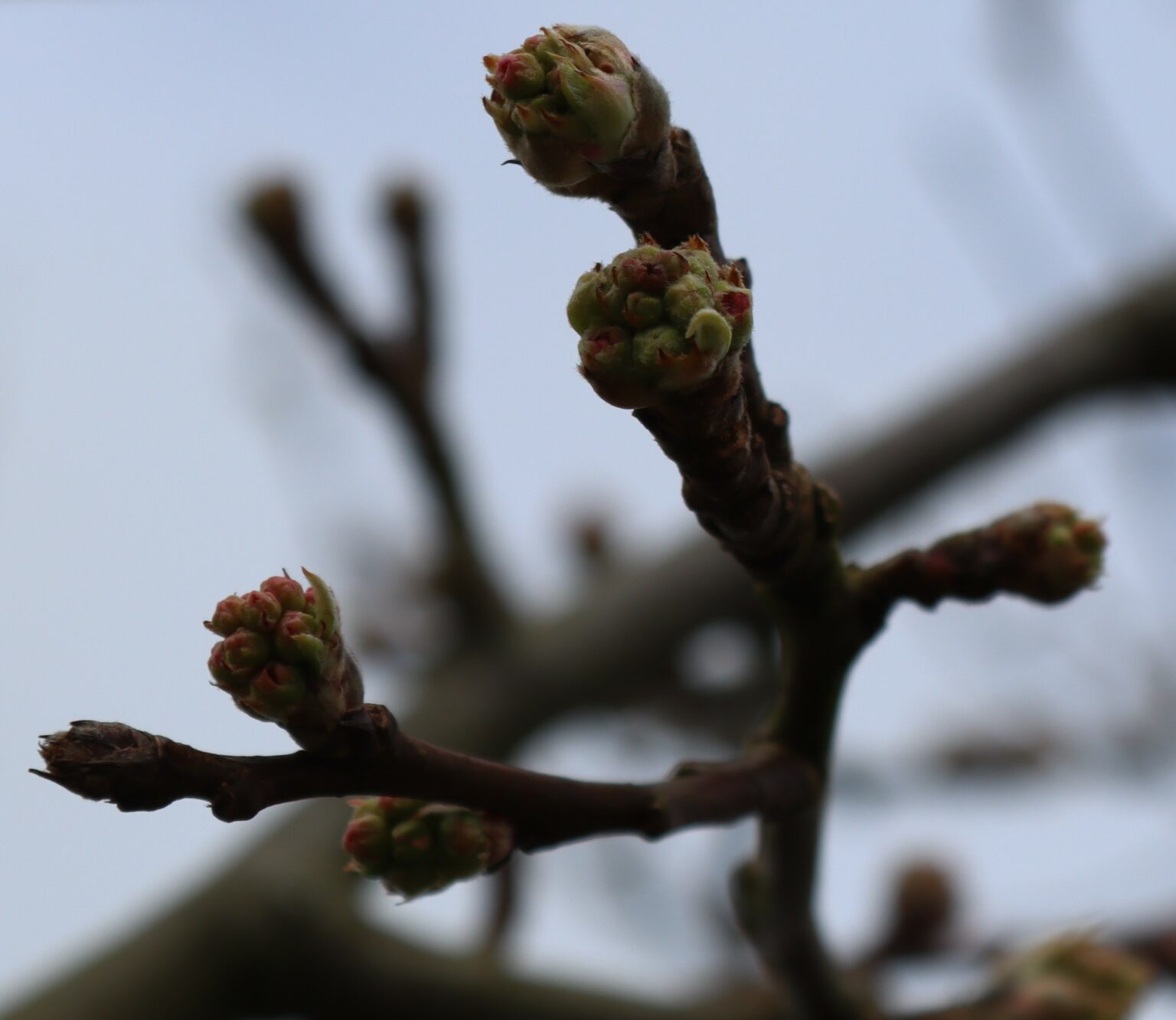 Pyrus calleryana ‘Chanticleer’ Tree | Hillier Trees