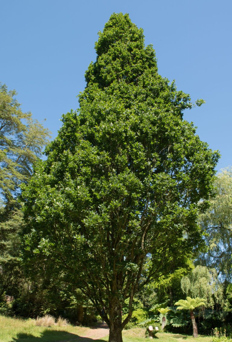 Quercus x bimundorum 'Crimson Spire' Tree | Hillier Trees