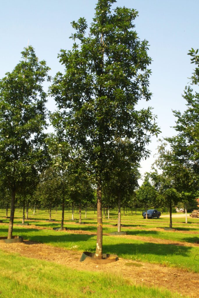 Quercus castaneifolia ‘Green Spire’ Tree | Hillier Trees