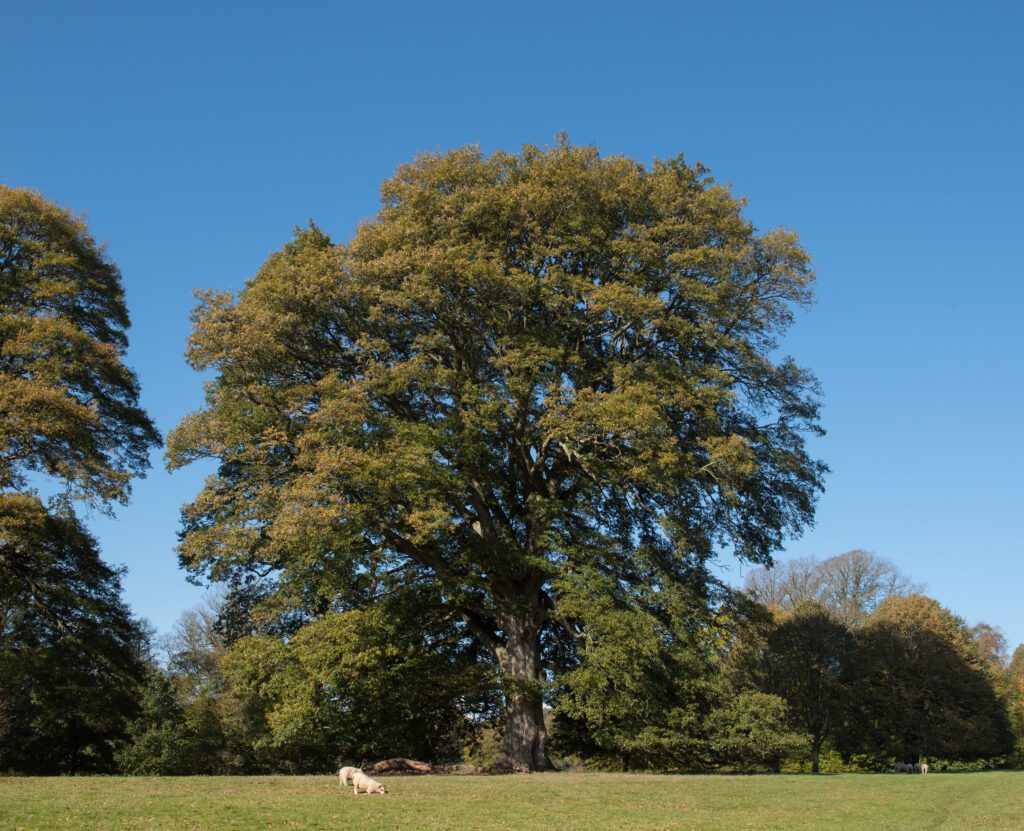 Quercus cerris Tree | Hillier Trees