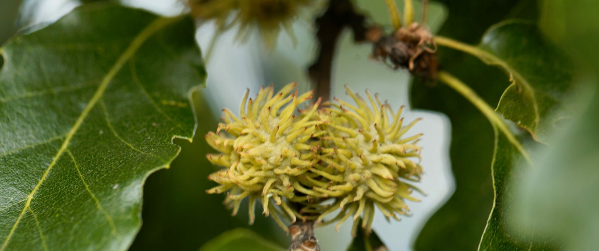 Quercus cerris Tree | Hillier Trees