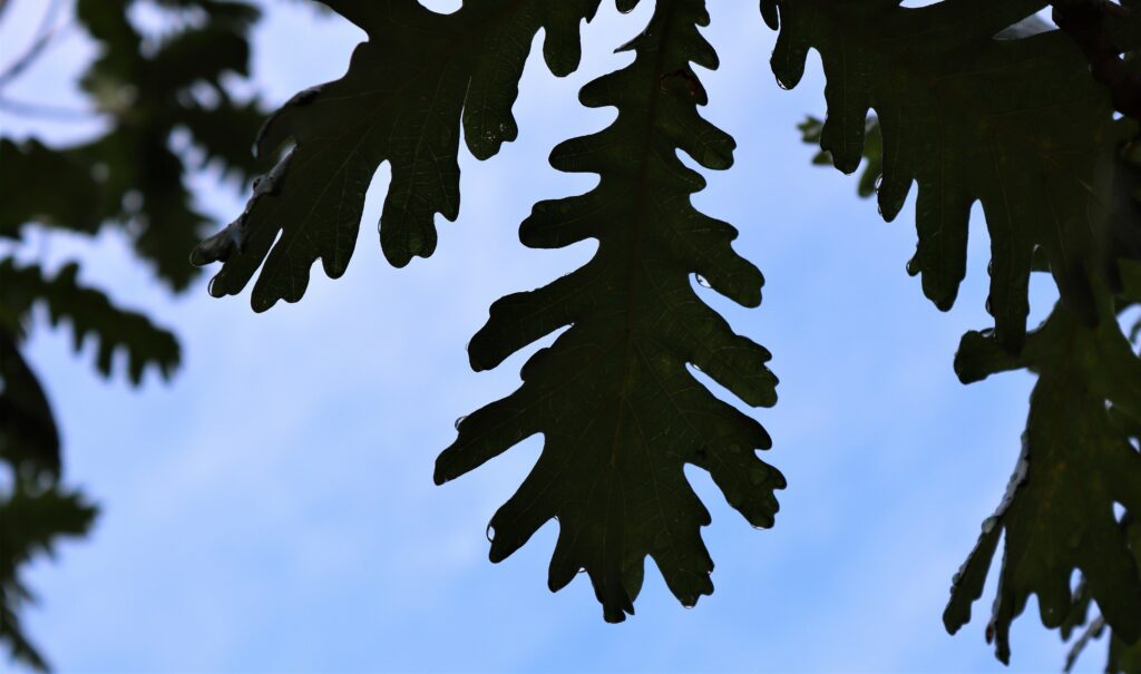 Quercus frainetto ‘Hungarian Crown’ Tree | Hillier Trees