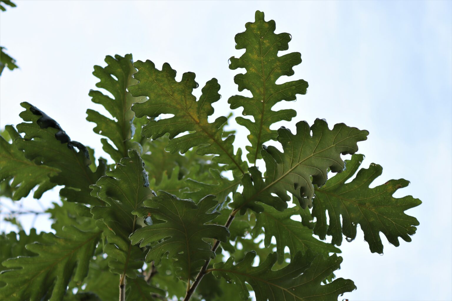 Quercus frainetto ‘Hungarian Crown’ Tree | Hillier Trees