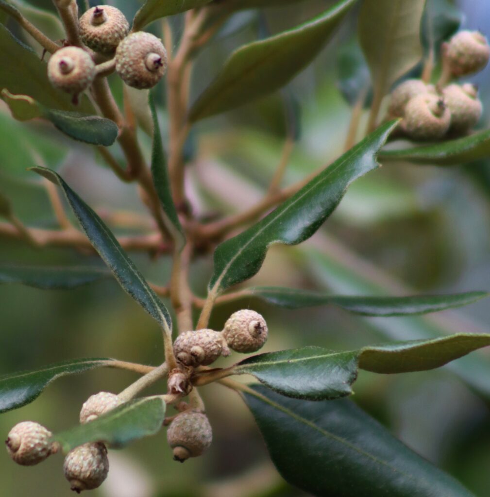Quercus ilex Tree | Hillier Trees