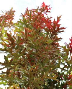 Quercus palustris 'Green Pillar' Tree | Hillier Trees